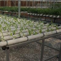 China Soilless Culture Film Greenhouse Design for Vegetables and Temporary Heating Method for sale