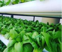 China Soilless Culture Film Greenhouse Design for Vegetables and Temporary Heating Method for sale