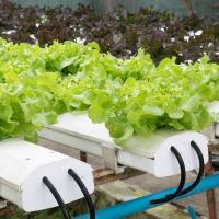 China Soilless Culture Film Greenhouse Design for Vegetables and Temporary Heating Method for sale