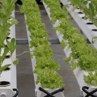 China Soilless Culture Film Greenhouse Design for Vegetables and Temporary Heating Method for sale