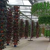 China Economical Department Plastic Greenhouse With Hydroponics And Temporary Heating for sale