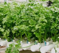 China Economical Department Plastic Greenhouse With Hydroponics And Temporary Heating for sale