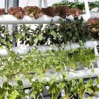 China Economical Department Plastic Greenhouse With Hydroponics And Temporary Heating for sale