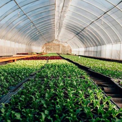 China Roofing Shape Arched Roof Multi-Span Greenhouse for Temperature Controlled Hydroponics for sale