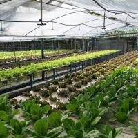 China Roofing Shape Arched Roof Multi-Span Greenhouse for Temperature Controlled Hydroponics for sale