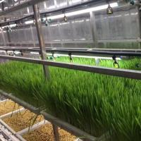 China Hydroponic Fodder and Vegetable Fruits Flowers Solution for Greenhouse in JX Container for sale
