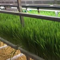 China Hydroponic Fodder and Vegetable Fruits Flowers Solution for Greenhouse in JX Container for sale