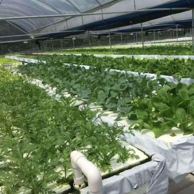 China Commercial Film Greenhouse With Hydroponics Cultivation Custom for sale