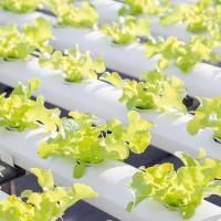 China Commercial Film Greenhouse With Hydroponics Cultivation Custom for sale