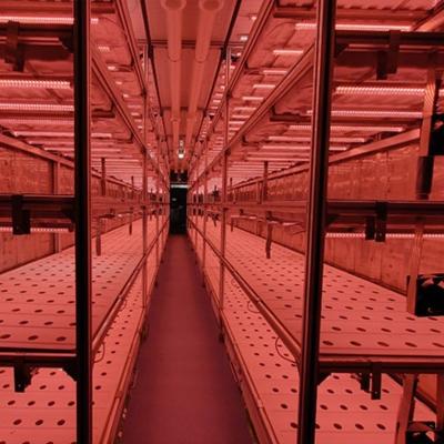 China Juxiang OEM Living Vegetable Hydroponic Culture System with 40ft Container Greenhouse for sale