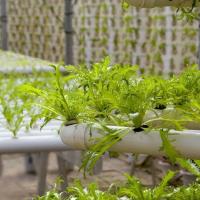 China Commercial Film Greenhouse With Hydroponics Cultivation Custom for sale