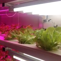 China Juxiang OEM Living Vegetable Hydroponic Culture System with 40ft Container Greenhouse for sale