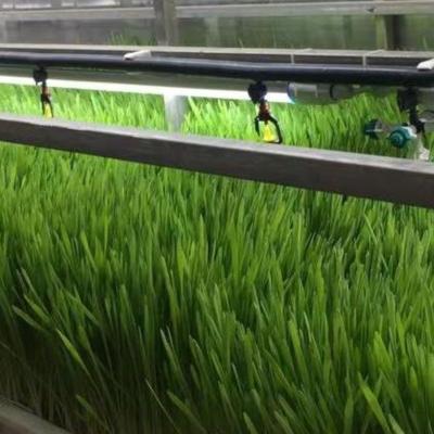 China Tingzhou Juxiang Fully Automatic Hydroponic Growing System for Vegetable Fruits Flowers for sale