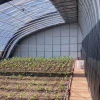 China Arched Roof Aquaculture Vegetable Film Sunlight Greenhouse for US Strawberry Flower for sale
