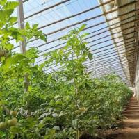 China Arched Roof Aquaculture Vegetable Film Sunlight Greenhouse for US Strawberry Flower for sale