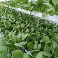 China Arched Roof Aquaculture Vegetable Film Sunlight Greenhouse for US Strawberry Flower for sale