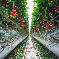 China Arched Roof Aquaculture Vegetable Film Sunlight Greenhouse for US Strawberry Flower for sale