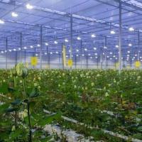 China Lighting System for Container Greenhouses Package Gross Weight 2000.000kg Currency US for sale