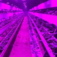 China Lighting System for Container Greenhouses Package Gross Weight 2000.000kg Currency US for sale