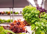 China Steel Structure Hydroponic Container Greenhouse Juxiang 40hq for Building Materials for sale