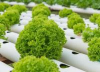 China Steel Structure Hydroponic Container Greenhouse Juxiang 40hq for Building Materials for sale