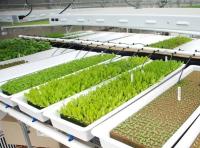 China Steel Structure Hydroponic Container Greenhouse Juxiang 40hq for Building Materials for sale