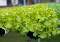China Steel Structure Hydroponic Container Greenhouse Juxiang 40hq for Building Materials for sale