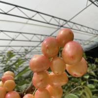 China Arched Roof Aquaponics Greenhouse for Sunlight Sparay Irrigation and Flower Planting for sale