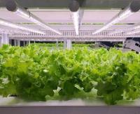 China Shaped Roof Shipping Container Greenhouse with Hydroponic System within Your Budget for sale