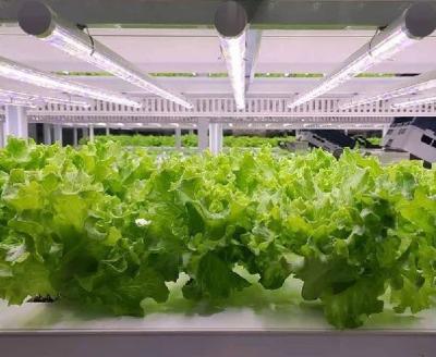China Shaped Roof Shipping Container Greenhouse with Hydroponic System within Your Budget for sale