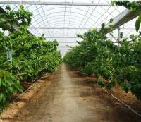 China Shaped Roof Shipping Container Greenhouse with Hydroponic System within Your Budget for sale