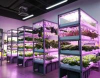 China Juxiang Leafy Vegetable Shipping Container Large Package Size 12.09cm * 2.35cm * 2.39cm for sale