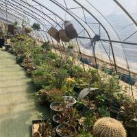 China Experience the Benefits of the Flower Sunlight Greenhouse US Currency for sale