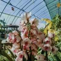 China Experience the Benefits of the Flower Sunlight Greenhouse US Currency for sale