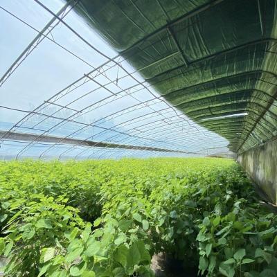 China Arched Roof Greenhouse for Sunlight Aquaculture Flower Planting Vegetable Production for sale