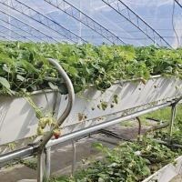 China Arched Roof Greenhouse for Sunlight Aquaculture Flower Planting Vegetable Production for sale
