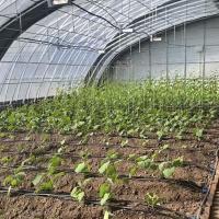 China Arched Roof Greenhouse for Sunlight Aquaculture Flower Planting Vegetable Production for sale