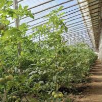 China Aquaponics Flower Planting Sparay Irrigation Vegetable Sunlight Greenhouse for Commercial for sale
