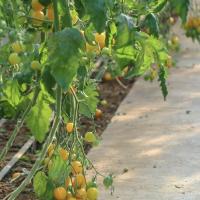 China Aquaponics Flower Planting Sparay Irrigation Vegetable Sunlight Greenhouse for Commercial for sale