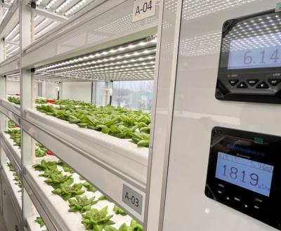 China Large Greenhouse Container for Leafy Vegetable Farming Supported by Steel Structure for sale