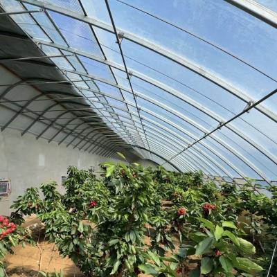 China 100.000kg Customization Flower Planting Drip Irrigation Vegetable Sunlight Greenhouse for sale