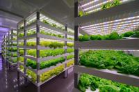 China Hydroponic Shipping Container Greenhouse for Leafy Vegetables Affordable Shipping Cost for sale