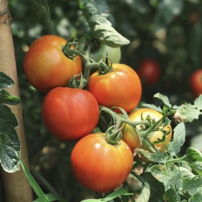China Arched Roof Hydroponic Greenhouse for Aquaculture and Vegetable Cultivation System for sale