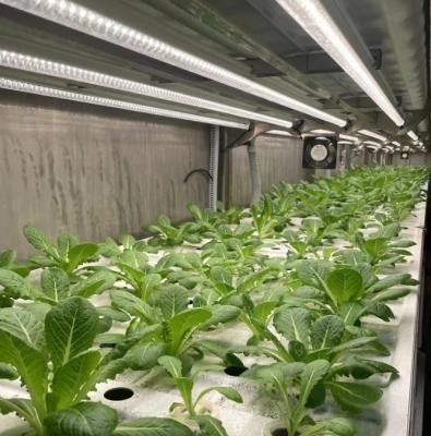 China 40hq Reefer Container Greenhouse for Leafy Vegetables Optimal Growing Environment for sale