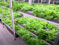 China 40hq Reefer Container Greenhouse for Leafy Vegetables Optimal Growing Environment for sale