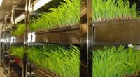 China Intelligent Temperature Control Juxiang Leafy Vegetable Container House Heating Method for sale