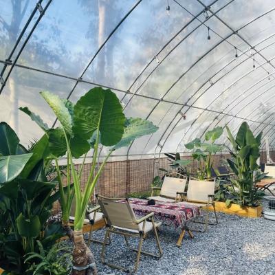 China US Currency Multi Span Vegetable Film Greenhouse System for Sunlight and Strawberry Flower for sale