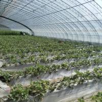 China US Currency Multi Span Vegetable Film Greenhouse System for Sunlight and Strawberry Flower for sale