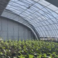 China US Currency Multi Span Vegetable Film Greenhouse System for Sunlight and Strawberry Flower for sale