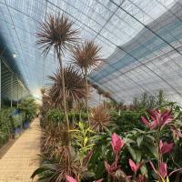 China US Currency Multi Span Vegetable Film Greenhouse System for Sunlight and Strawberry Flower for sale
